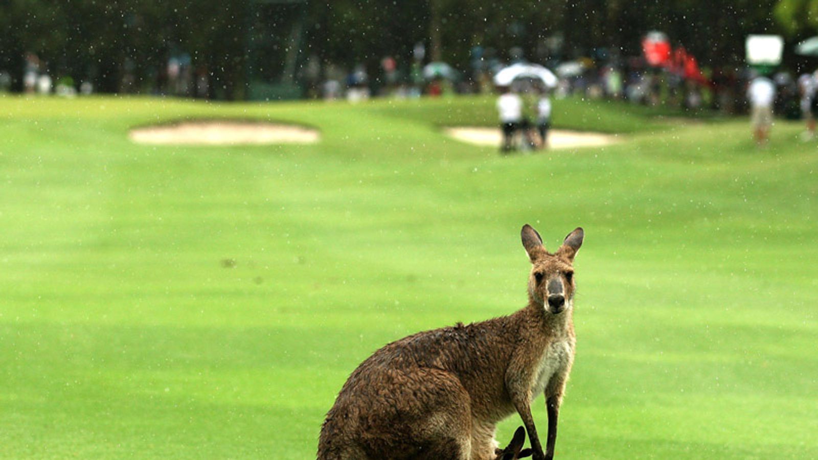 Go Aussie Go! | Golf News | Sky Sports